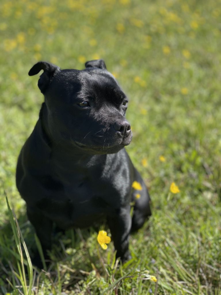 Accueil - Elevage Bull Lovely Staffy - eleveur de chiens Staffordshire ...